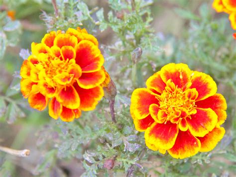 マリーゴールド 花言葉 一覧・花図鑑・花の写真 フラワーライブラリー