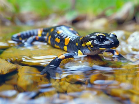 Discover Why Salamanders Thrive In Aquatic Environments