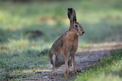 European Hare Mammal Lagomorph Free Photo On Pixabay Pixabay
