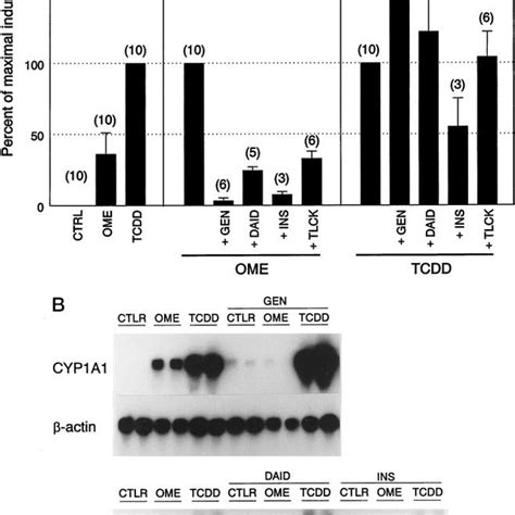 Time Dependent Induction Of Cyp1a1 In H4iie Cells By Omeprazole