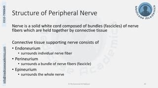 General Anatomy Of Nervous System Dr Muhammad Ali Rabbani Pdf