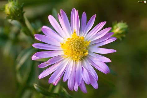 Aster Zdjęcia