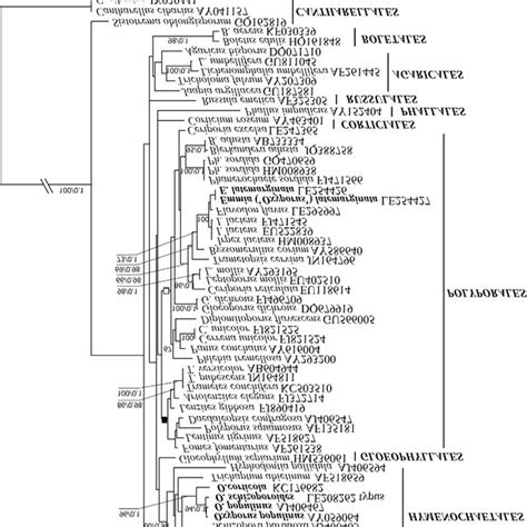 Phylogenetic Rooted Tree Showing Distribution Of Members Of