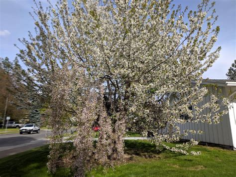 this one tree has two kinds of limbs blossoms r mildlyinteresting
