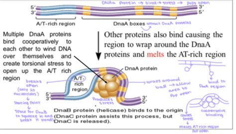 DNA Replication II Flashcards Quizlet