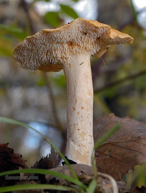 Sanamyа Fungi Of Kamchatka Hydnum Repandum Ежовик желтый