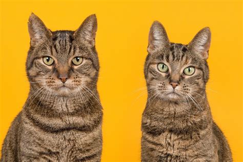 猫は『性別』で何が違う？4つのポイント ねこちゃんホンポ