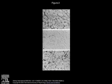 Volume 58 Issue 3 Pages September 2000 Ppt Download