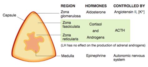 Adrenal Cortex Flashcards Quizlet