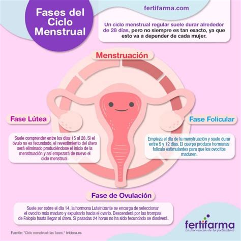 Fases Del Ciclo Menstrual Todo Lo Que Tienes Que Saber Mar A Llamas