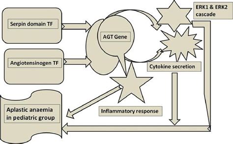 Figure 1 From Novel Role Of Agt Gene In Aplastic Anaemia Among Paediatric Patients Based On Gene