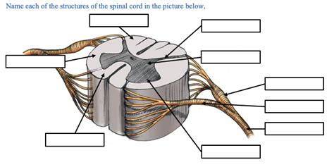 Structures Of The Spinal Cord Diagram Quizlet