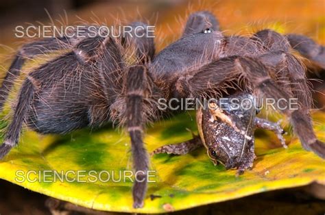 Tarantula Feeding Stock Image Science Source Images