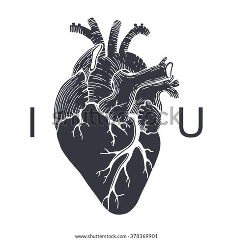 Vector Realistic Anatomical Heart Love You Stock Vector Royalty Free