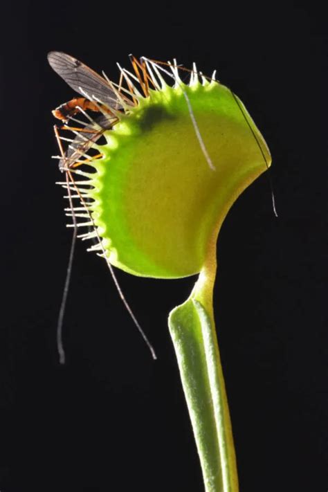 How To Grow A Venus Fly Trap Plant Indoors The Carnivore Plant