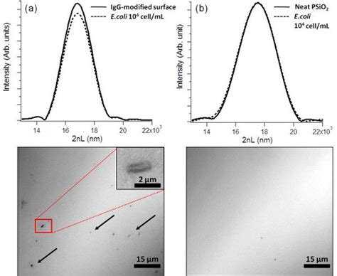 E Coli Biosensing Experiments And Corresponding Optical Microscope