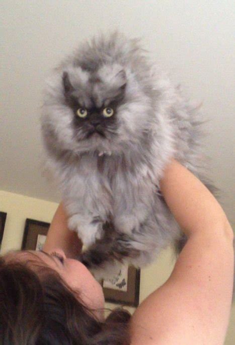 Cat With The Longest Fur Colonel Meow Guinness World Record Holder