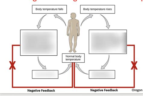 Diagram Of Thermoregulation Negative Feedback Loop Quizlet
