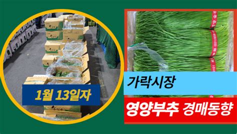 경매사 일일보고 1월 13일자 가락시장 영양부추 경매동향을 살펴보겠습니다 네이버 블로그