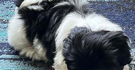 Our New Pupper Shih Apso Mix Album On Imgur