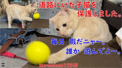 道路にいた子猫を保護しました。毎日暇だニャ～。誰か遊んでよ～。＃41 Youtube