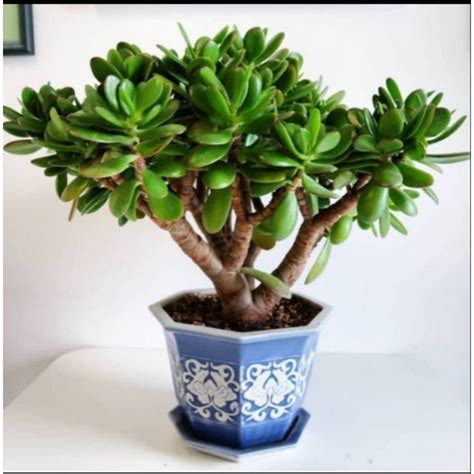 Jual Crassula Ovata Jade Plant Jumbo Bonsai Shopee Indonesia