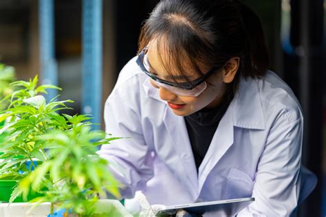 What Is Cbd Certification And How To Obtain It Legitscript