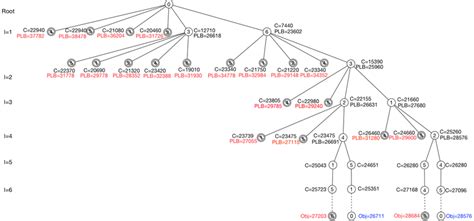 the branch and bound tree for the example 1 with seven vertices