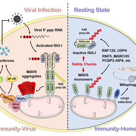 Pdf Mavs A Two Sided Card Mediating Antiviral Innate Immune