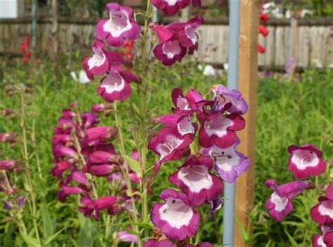 Penstemon Ruby Fields