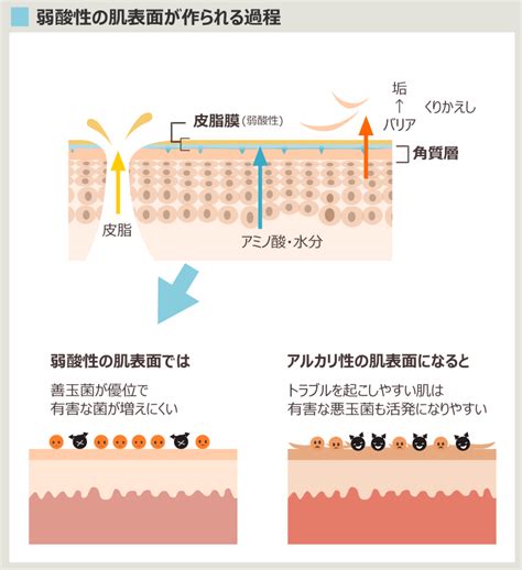 弱酸性の肌表面が重要な理由