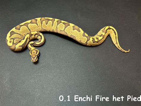 Enchi Fire Het Pied Ball Python By Alex Ball Python Morphmarket