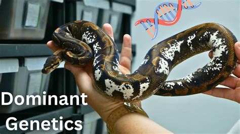 Dominant Ball Pythons Genetics 101 Youtube