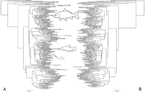 Maximum Likelihood Phylogenies Using All 154 Species A And Excluding Download Scientific