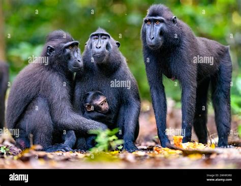 Crested Black Macaques Macaca Nigra In Tangkoko Nature Reserve