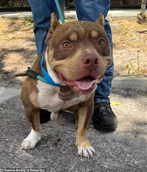 Former Wwe Star Helped Rescue A Pair Of Abandoned Pit Bulls While