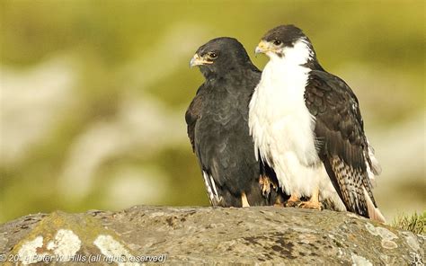 Buzzard Augur Buteo Augur Dark And Light Morph Ethiopia World Bird