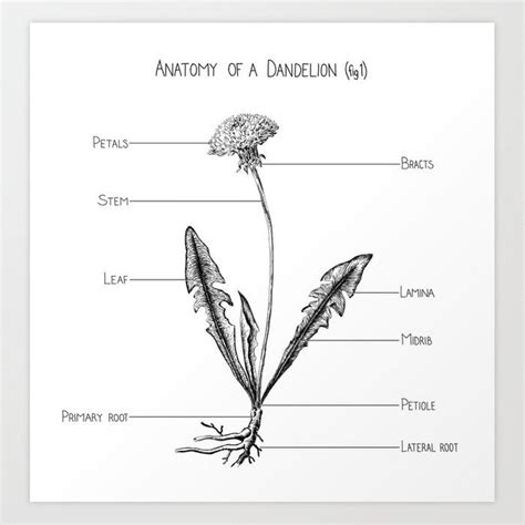 Anatomy Of A Dandelion Fig 1 Art Print By Anatomy Of Everything X