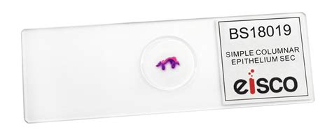 Simple Columnar Epithelium Prepared Microscope Slide Microscope Slides Biology Classroom