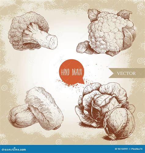Hand Drawn Sketch Style Cabbages Set Cabbages Heads Cauliflower