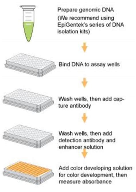 Epigentek Inc Methylflash Methylated Dna 5 Mc Quantification Kit