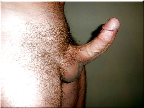 Lions Anatomy Of The Phallus 3 Porn Pictures Xxx Photos Sex