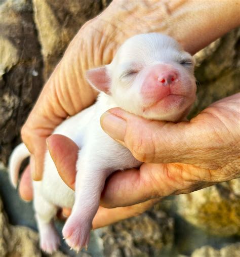 6 Pups From Elsa And Blueberry May 10th 2024 Arks Chihuahuas Jill