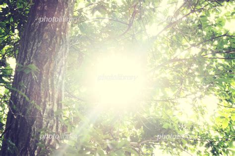森の木漏れ日 写真素材 1041259 フォトライブラリー Photolibrary