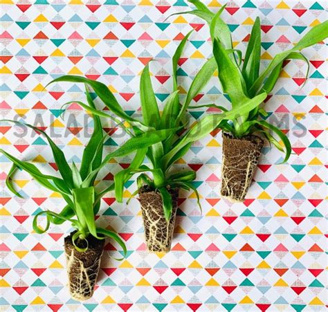 Pineapple Sugarloaf Starter Plants Etsy