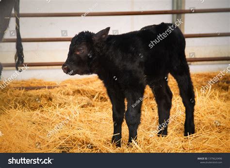 Black Angus Calf Cute Welcoming New Calves Early Calving Season