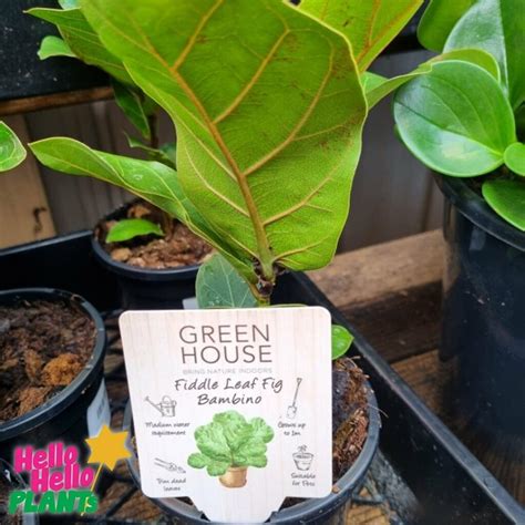 Ficus Fiddle Leaf Fig Bambino 6 Pot Hello Hello Plants