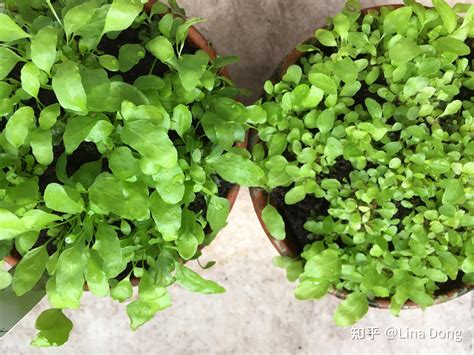 从零开始种植蕨类植物：孢子繁殖 知乎