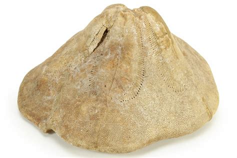 7 6 Miocene Fossil Echinoid Clypeaster Taza Morocco 114602 For