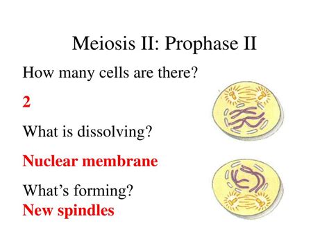 Ppt Meiosis Powerpoint Presentation Free Download Id4859791